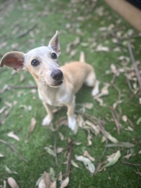 Adopt Betty from Rossmore NSW | Adopt-A-Dog