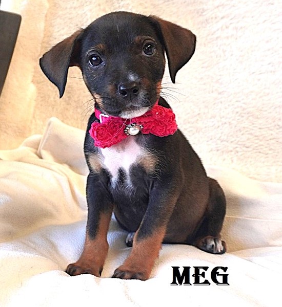 Adopt Meg from Malaga WA | Adopt-A-Dog