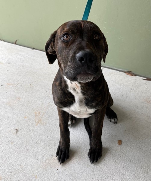 Adopt Kali from Kalgan (albany) WA | Adopt-A-Dog