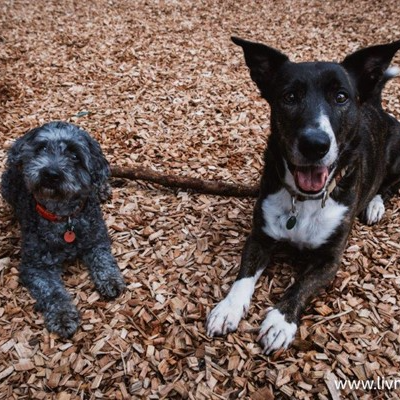 Adopt Oscar Newhaven from Flemington VIC | Adopt-A-Dog