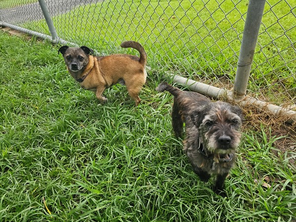 Adopt Rusty from Mareeba QLD | Adopt-A-Dog