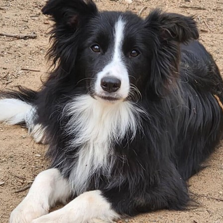 Adopt Sean from Canberra ACT | Adopt-A-Dog