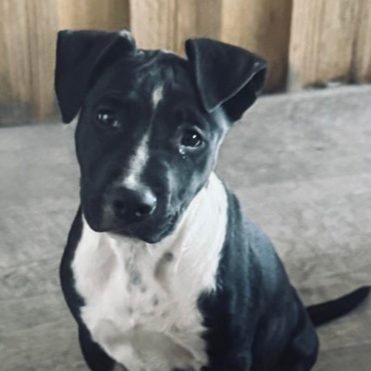 Adopt Pudding from Running Stream NSW | Adopt-A-Dog