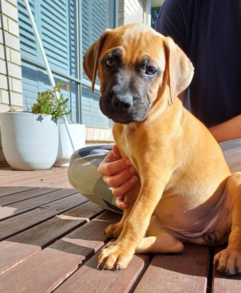 Adopt Zaylee from Wingfield SA | Adopt-A-Dog