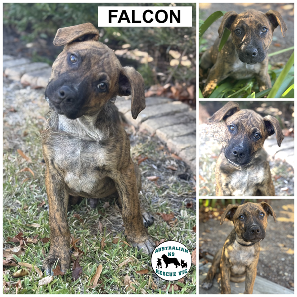 Adopt Falcon from WALLAN VIC | Adopt-A-Dog