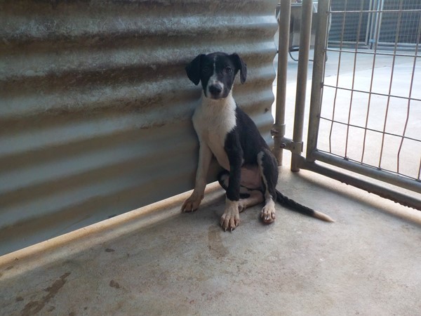 Adopt Ella from MAREEBA QLD | Adopt-A-Dog