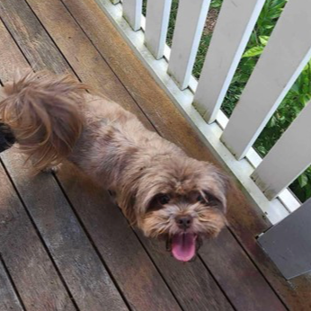 Adopt Ruby from Brisbane QLD | Adopt-A-Dog