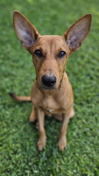 Adopt Lukey from Cairns QLD | Adopt-A-Dog