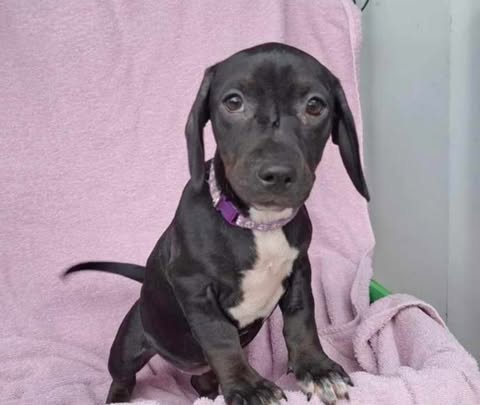 Adopt Paris from Ballarat VIC | Adopt-A-Dog