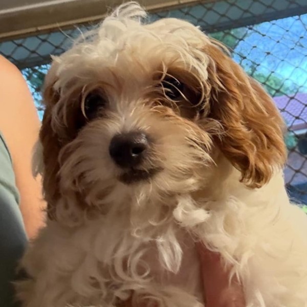 Adopt Scar from Gleneagle QLD | Adopt-A-Dog