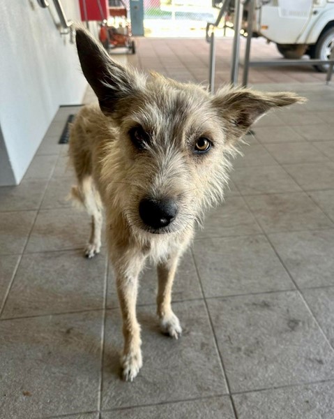 Adopt Wolf from Mareeba QLD | Adopt-A-Dog