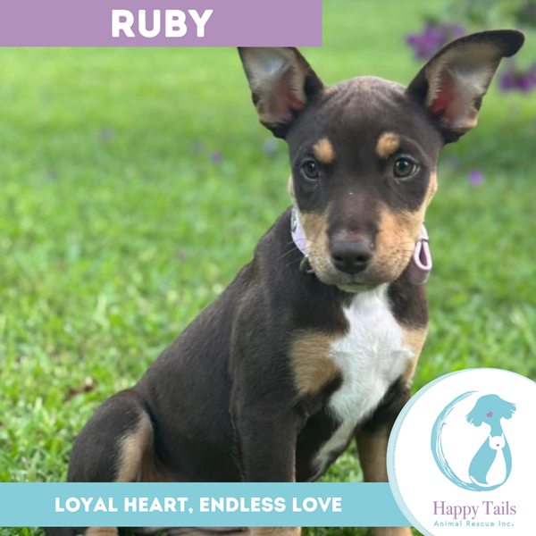 Adopt Ruby from Tyalgum NSW | Adopt-A-Dog