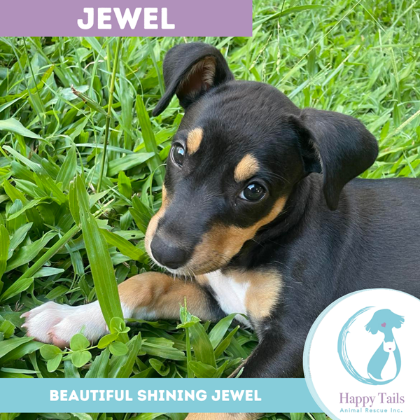 Adopt Jewel from Holland Park QLD | Adopt-A-Dog