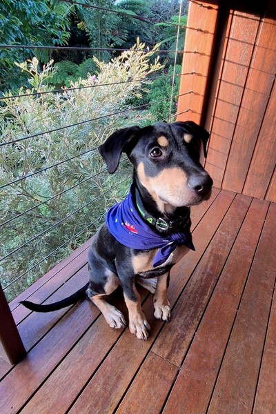 Adopt Chai from Balmoral Ridge QLD | Adopt-A-Dog