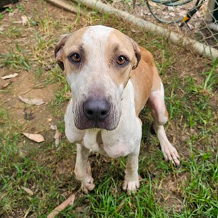 Adopt Eden from Mareeba QLD | Adopt-A-Dog