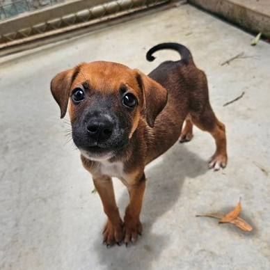 Adopt Mr Mystery from Mareeba QLD | Adopt-A-Dog