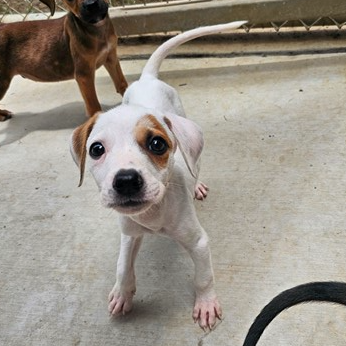 Adopt Dobby from Mareeba QLD | Adopt-A-Dog