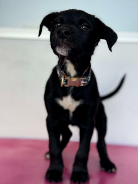 Adopt Cutie Pie from Traralgon VIC | Adopt-A-Dog