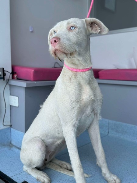 Adopt Muffet from Bundoora VIC | Adopt-A-Dog