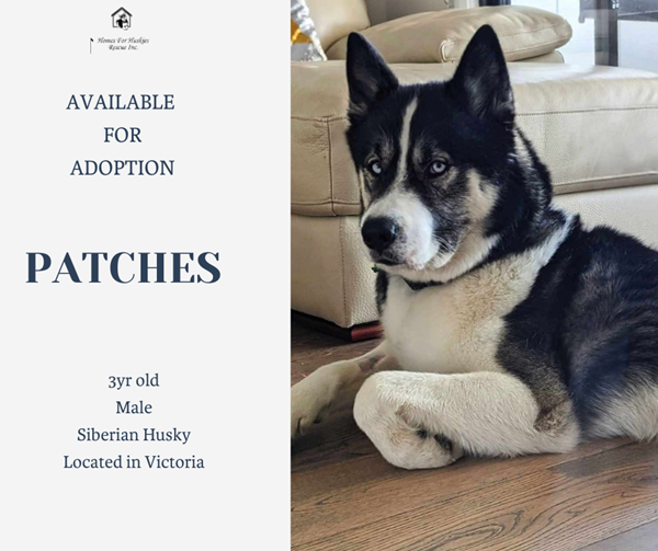 Adopt Patches from Melbourne VIC | Adopt-A-Dog