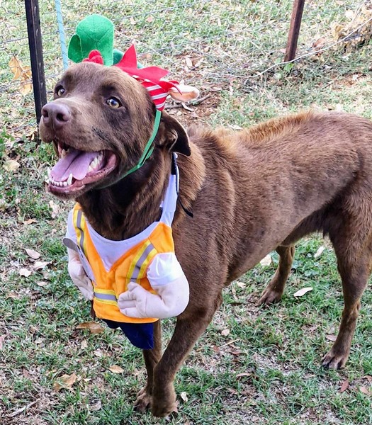 Adopt Red from Running Stream NSW | Adopt-A-Dog