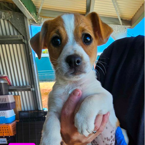 Adopt Jessie from Batlow NSW | Adopt-A-Dog