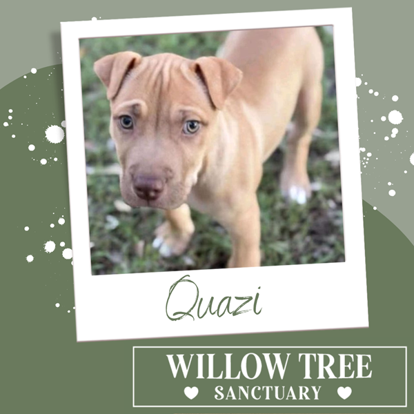 Adopt Quazi from South East QLD | Adopt-A-Dog