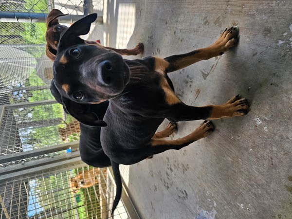 Adopt Ladybug from Mareeba QLD | Adopt-A-Dog