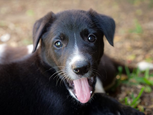 Adopt Jessie from Ryde NSW | Adopt-A-Dog