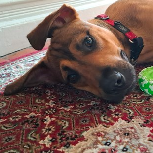 Adopt Ziggy from Balmain NSW | Adopt-A-Dog