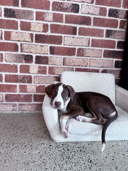 Adopt Bundy from Perth WA | Adopt-A-Dog