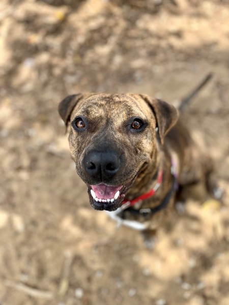 Adopt Angel from Wingfield SA | Adopt-A-Dog