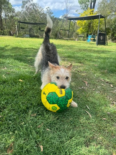 Adopt Jess from Brisbane QLD | Adopt-A-Dog