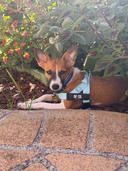 Adopt Rodney from Newtown NSW | Adopt-A-Dog