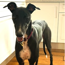Adopt Beau from Perth WA | Adopt-A-Dog