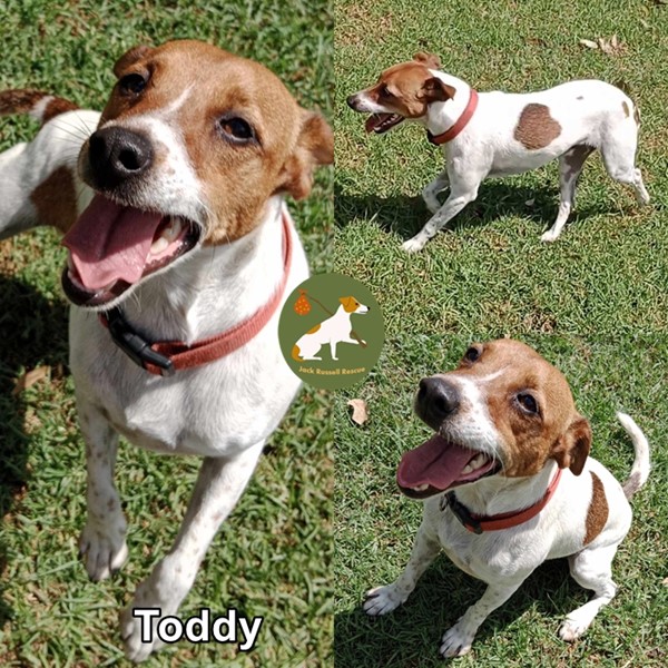 Adopt Toddy from Londonderry NSW | Adopt-A-Dog
