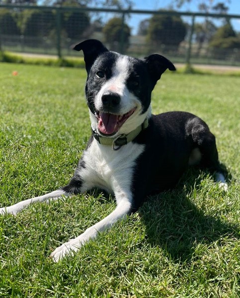 Adopt Opi from Coldstream VIC | Adopt-A-Dog