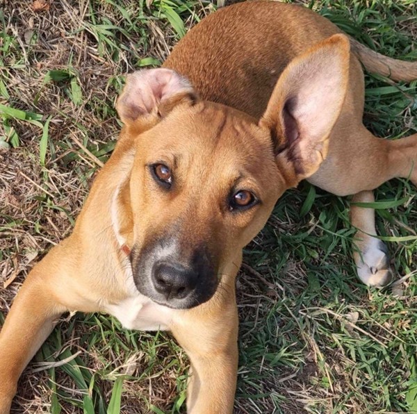 Adopt Mantis Beetle from Hampton park VIC | Adopt-A-Dog