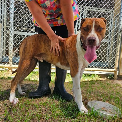 Adopt Dougie from Mareeba QLD | Adopt-A-Dog