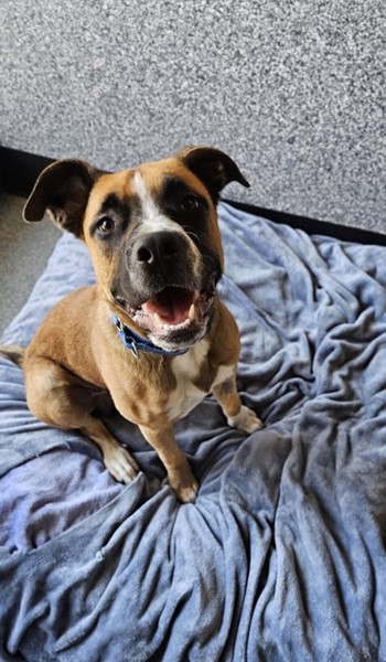 Adopt Rodney from Wingfield SA | Adopt-A-Dog