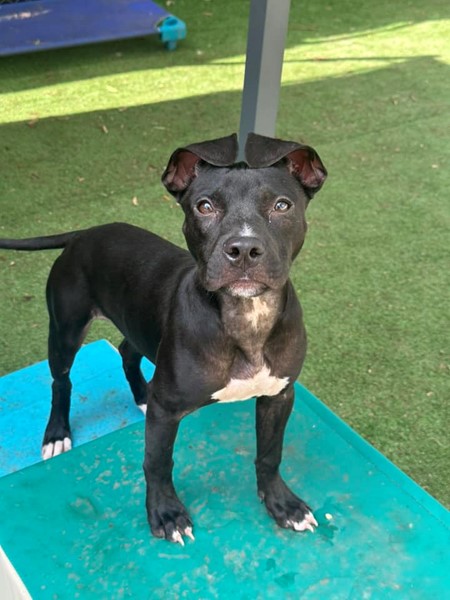 Adopt Jessie from Rossmore NSW | Adopt-A-Dog