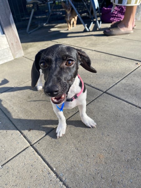 Adopt Phoebe from Holmview QLD | Adopt-A-Dog