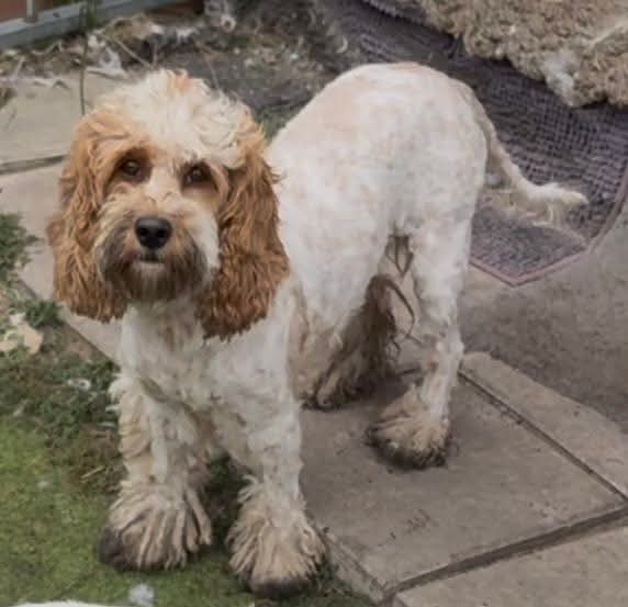 Adopt Blossom from Running Stream NSW | Adopt-A-Dog