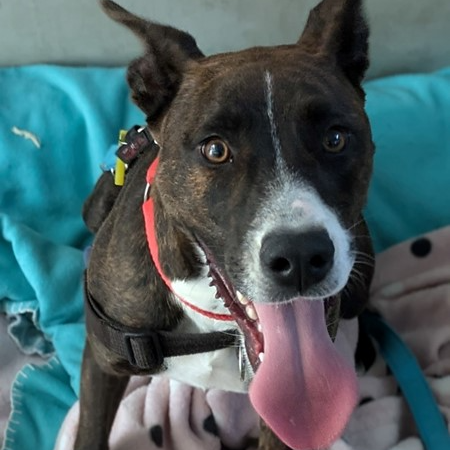 Adopt Saskia from Shenton Park WA | Adopt-A-Dog
