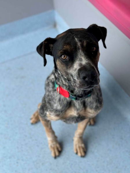 Adopt Aaravos from Morwell VIC | Adopt-A-Dog