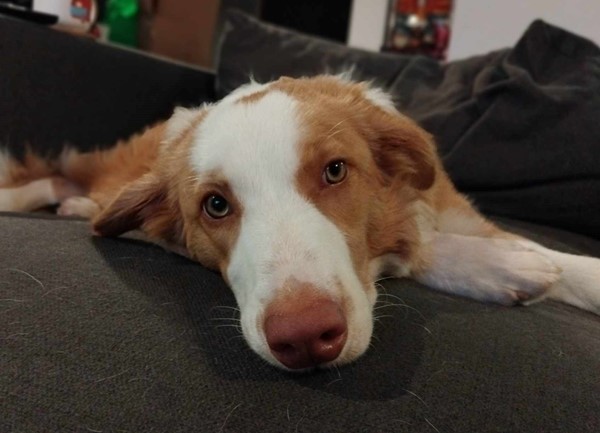 Adopt Lenny - Motorhead litter from Holmview QLD | Adopt-A-Dog