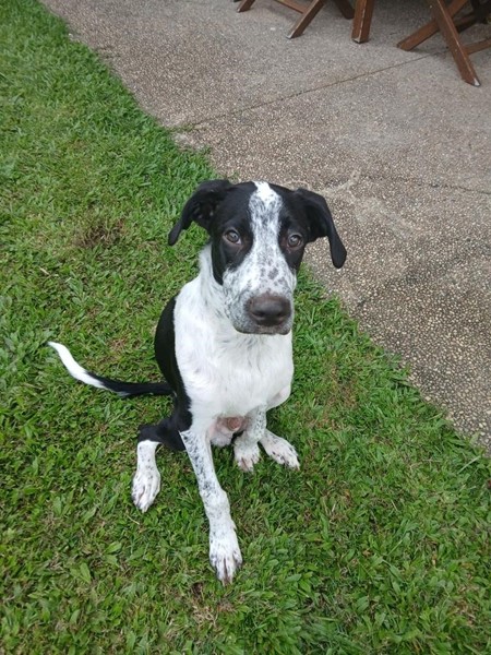 Adopt Checkers from Tanawha QLD | Adopt-A-Dog