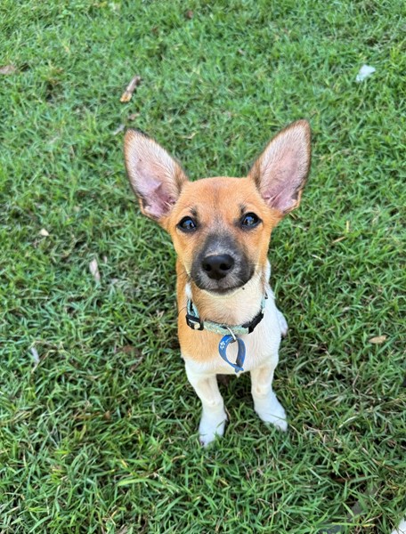 Adopt Jimmy from Childers QLD | Adopt-A-Dog