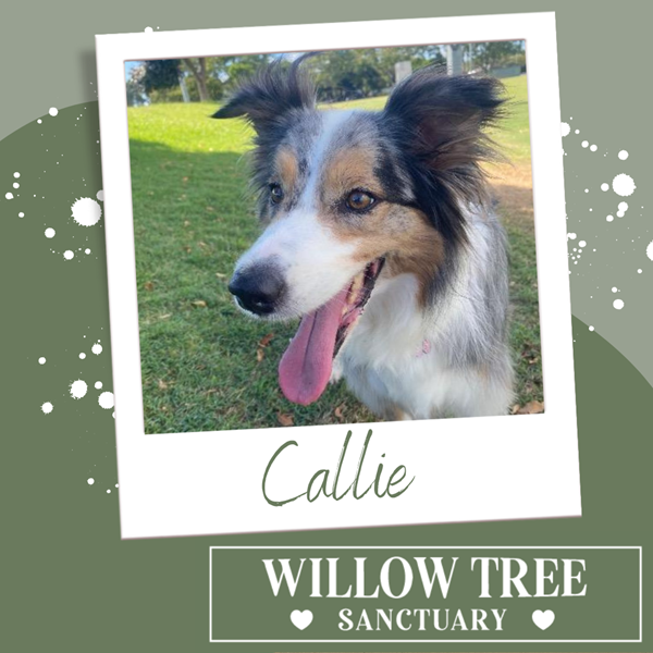 Adopt Callie from Gold Coast QLD | Adopt-A-Dog