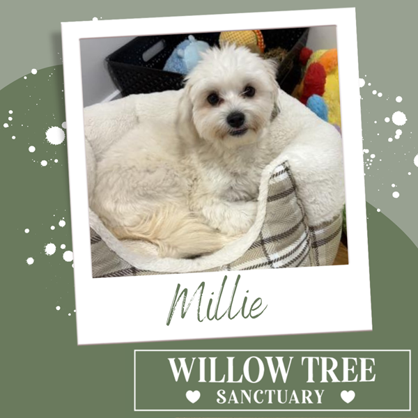 Adopt Millie from North Coast NSW | Adopt-A-Dog